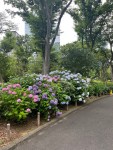 Where to See Hydrangeas in and around Tokyo – Gone Travelling Productions